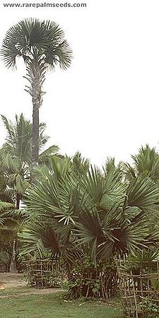 Corypha lecomtei - Palmpedia - Palm Grower's Guide