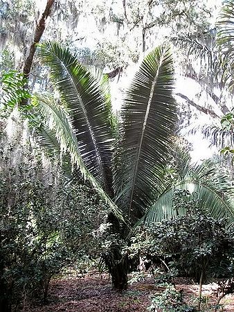 Attalea rostrata - Palmpedia - Palm Grower's Guide