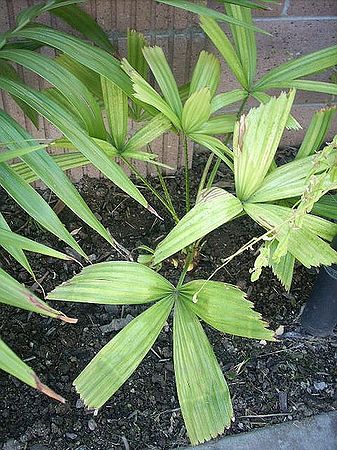 Licuala paludosa - Palmpedia - Palm Grower's Guide