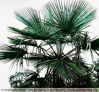 Category:TRACHYCARPUS - Palmpedia - Palm Grower's Guide