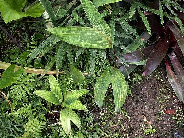 Pinanga crassipes - Palmpedia - Palm Grower's Guide