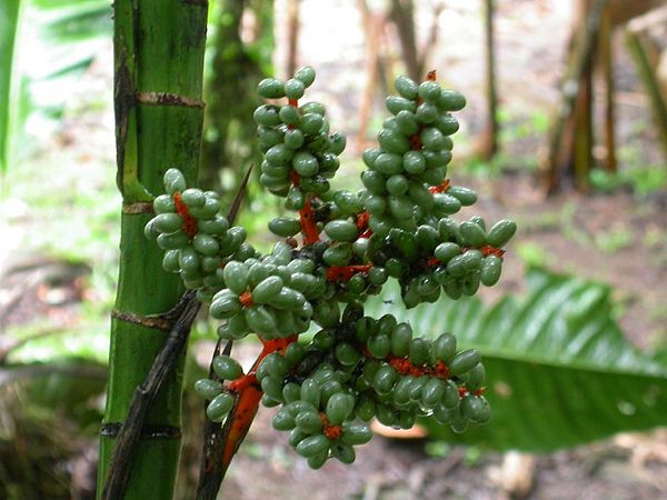 Chamaedorea tepejilote - Palmpedia - Palm Grower's Guide