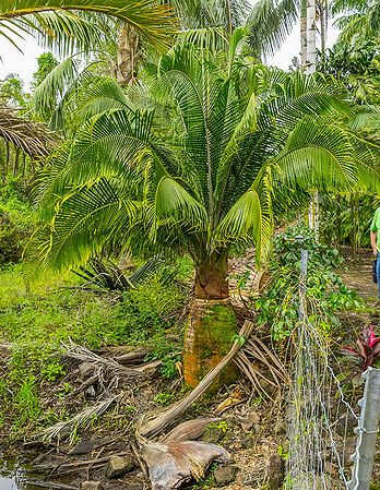 Ravenea musicalis - Palmpedia - Palm Grower's Guide