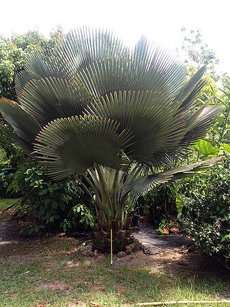 Copernicia fallaensis - Palmpedia - Palm Grower's Guide