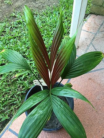 Pinanga patula - Palmpedia - Palm Grower's Guide