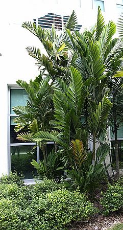 Ptychosperma schefferi - Palmpedia - Palm Grower's Guide