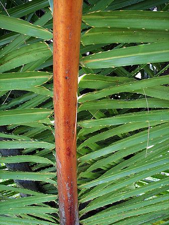 Raphia australis - Palmpedia - Palm Grower's Guide