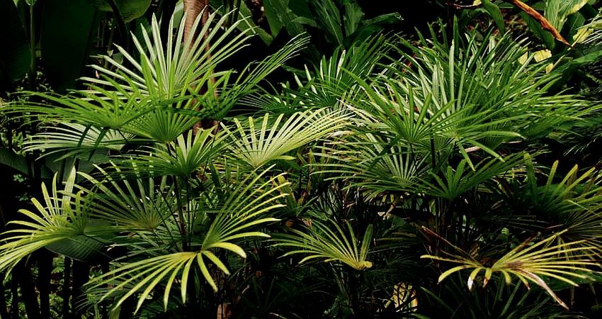Rhapis multifida - Palmpedia - Palm Grower's Guide