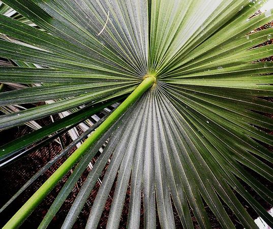 Thrinax excelsa - Palmpedia - Palm Grower's Guide