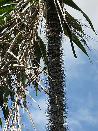 Bactris ferruginea - Palmpedia - Palm Grower's Guide