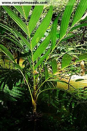Areca tunku - Palmpedia - Palm Grower's Guide