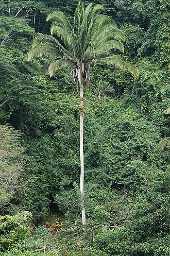 Attalea cohune - Palmpedia - Palm Grower's Guide
