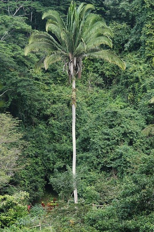 Attalea cohune - Palmpedia - Palm Grower's Guide