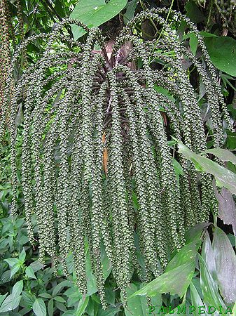 Caryota mitis - Palmpedia - Palm Grower's Guide