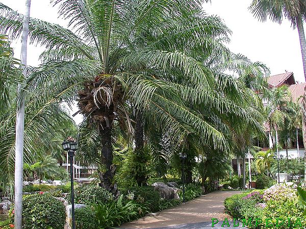 Elaeis guineensis - Palmpedia - Palm Grower's Guide