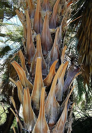 Livistona nitida - Palmpedia - Palm Grower's Guide