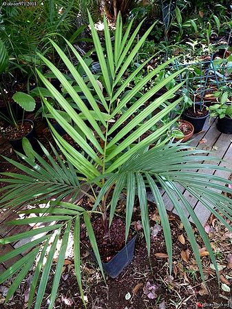 Cyphophoenix alba - Palmpedia - Palm Grower's Guide