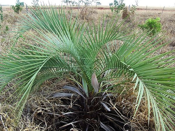 Butia matogrossensis - Palmpedia - Palm Grower's Guide