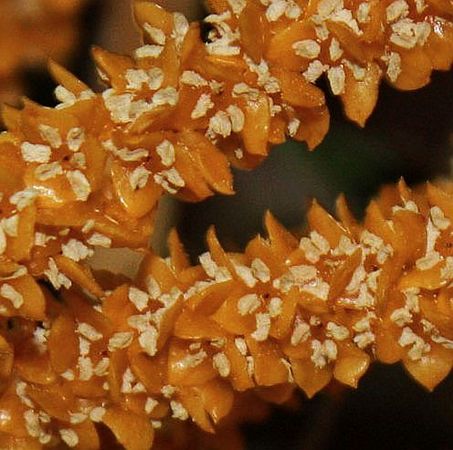 Ravenea moorei - Palmpedia - Palm Grower's Guide