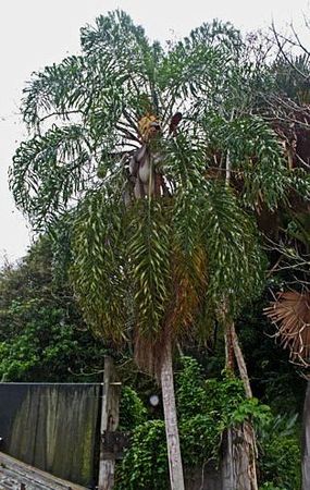 Syagrus macrocarpa - Palmpedia - Palm Grower's Guide