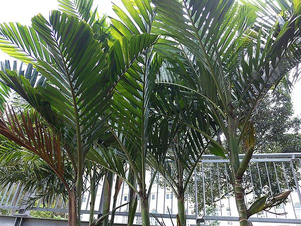 Ptychosperma schefferi - Palmpedia - Palm Grower's Guide