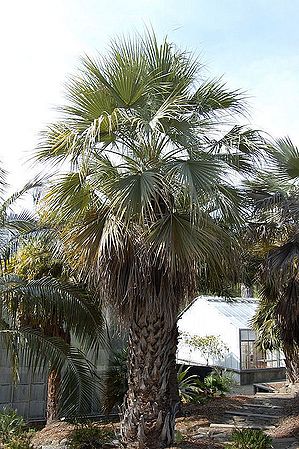 Brahea clara - Palmpedia - Palm Grower's Guide