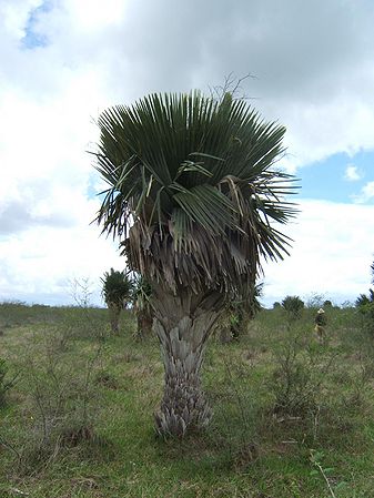 Copernicia rigida - Palmpedia - Palm Grower's Guide