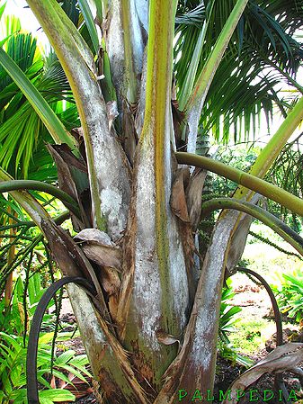 Heterospathe intermedia - Palmpedia - Palm Grower's Guide