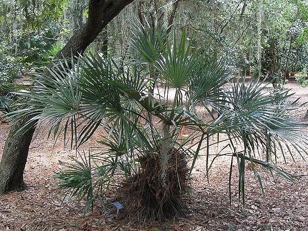 Rhapidophyllum hystrix - Palmpedia - Palm Grower's Guide