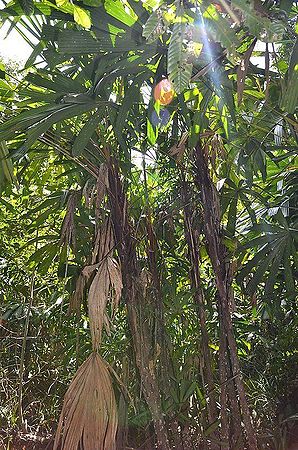 Licuala paludosa - Palmpedia - Palm Grower's Guide