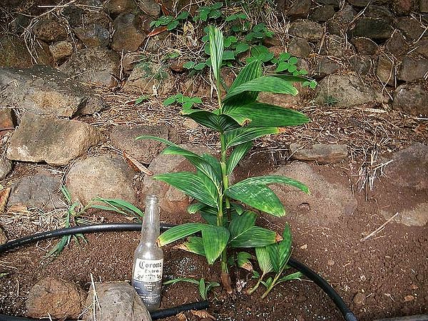 Pinanga disticha - Palmpedia - Palm Grower's Guide