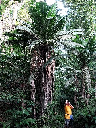 Phytelephas tenuicaulis - Palmpedia - Palm Grower's Guide