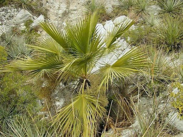 Brahea dulcis - Palmpedia - Palm Grower's Guide