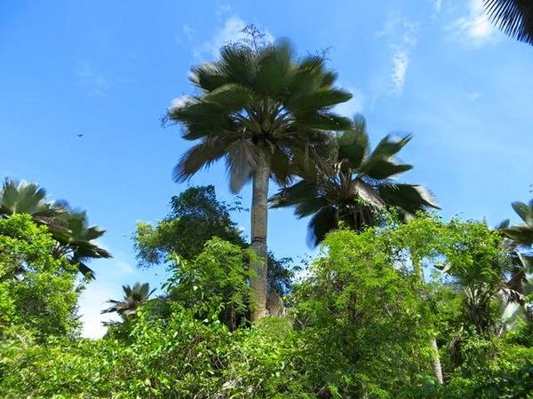 Copernicia fallaensis - Palmpedia - Palm Grower's Guide