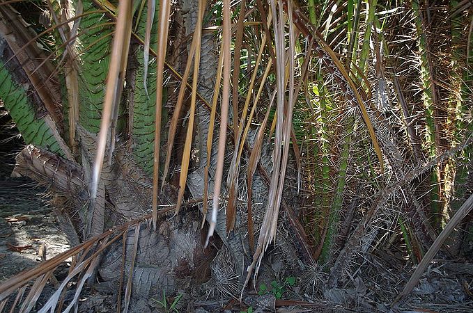 Metroxylon sagu - Palmpedia - Palm Grower's Guide