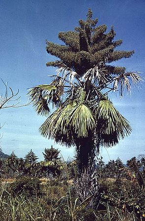 Corypha lecomtei - Palmpedia - Palm Grower's Guide