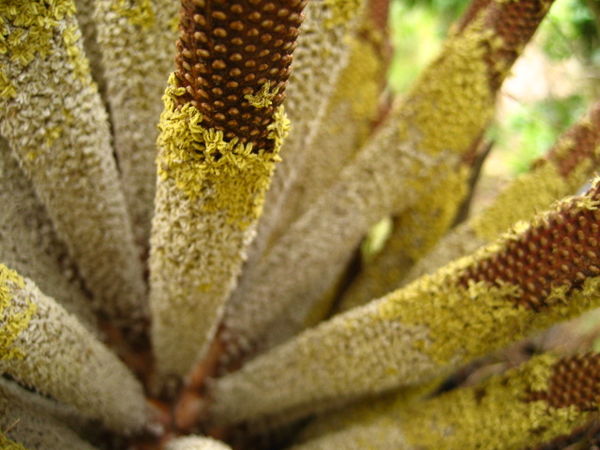 Elaeis oleifera - Palmpedia - Palm Grower's Guide