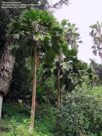 Pritchardia pacifica - Palmpedia - Palm Grower's Guide