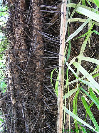 Astrocaryum murumuru - Palmpedia - Palm Grower's Guide