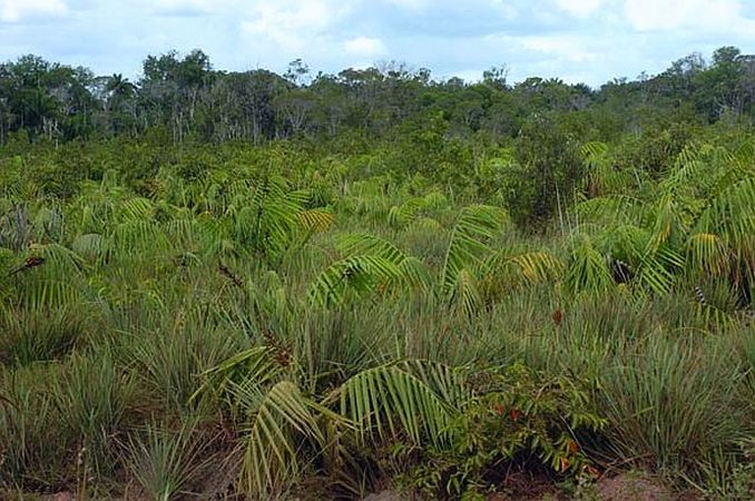 Barcella odora - Palmpedia - Palm Grower's Guide