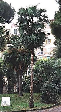 Brahea brandegeei - Palmpedia - Palm Grower's Guide