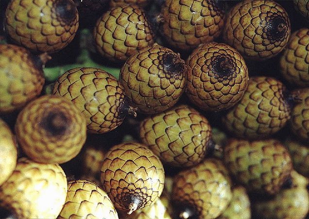 Calamus ornatus - Palmpedia - Palm Grower's Guide