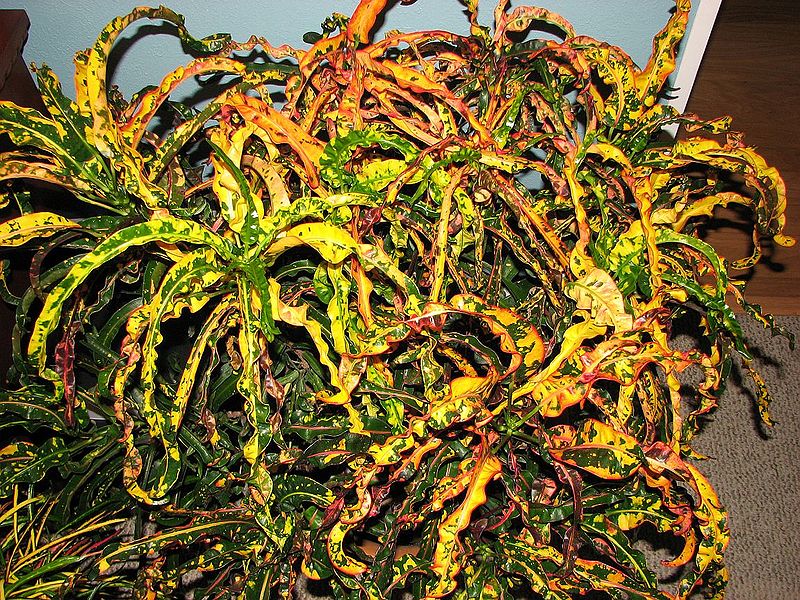 Haven’t seen any Croton Dreadlocks here, so let’s change that. Leaves ...