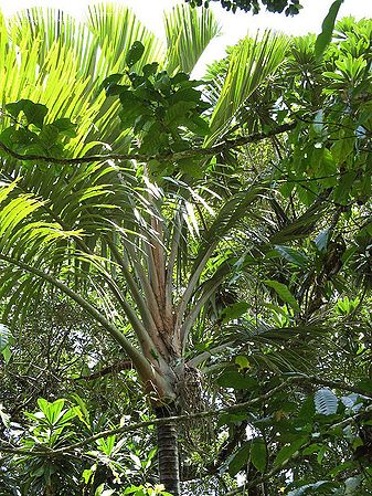 Orania trispatha - Palmpedia - Palm Grower's Guide