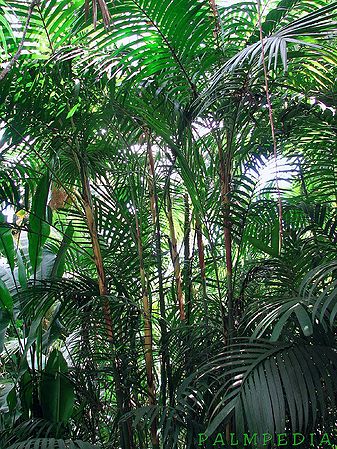 Pinanga sylvestris - Palmpedia - Palm Grower's Guide