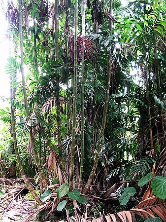 Ptychosperma schefferi - Palmpedia - Palm Grower's Guide