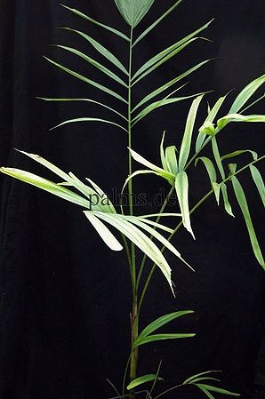 Ptychosperma bleeseri - Palmpedia - Palm Grower's Guide