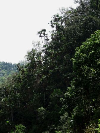 Trachycarpus martianus - Palmpedia - Palm Grower's Guide