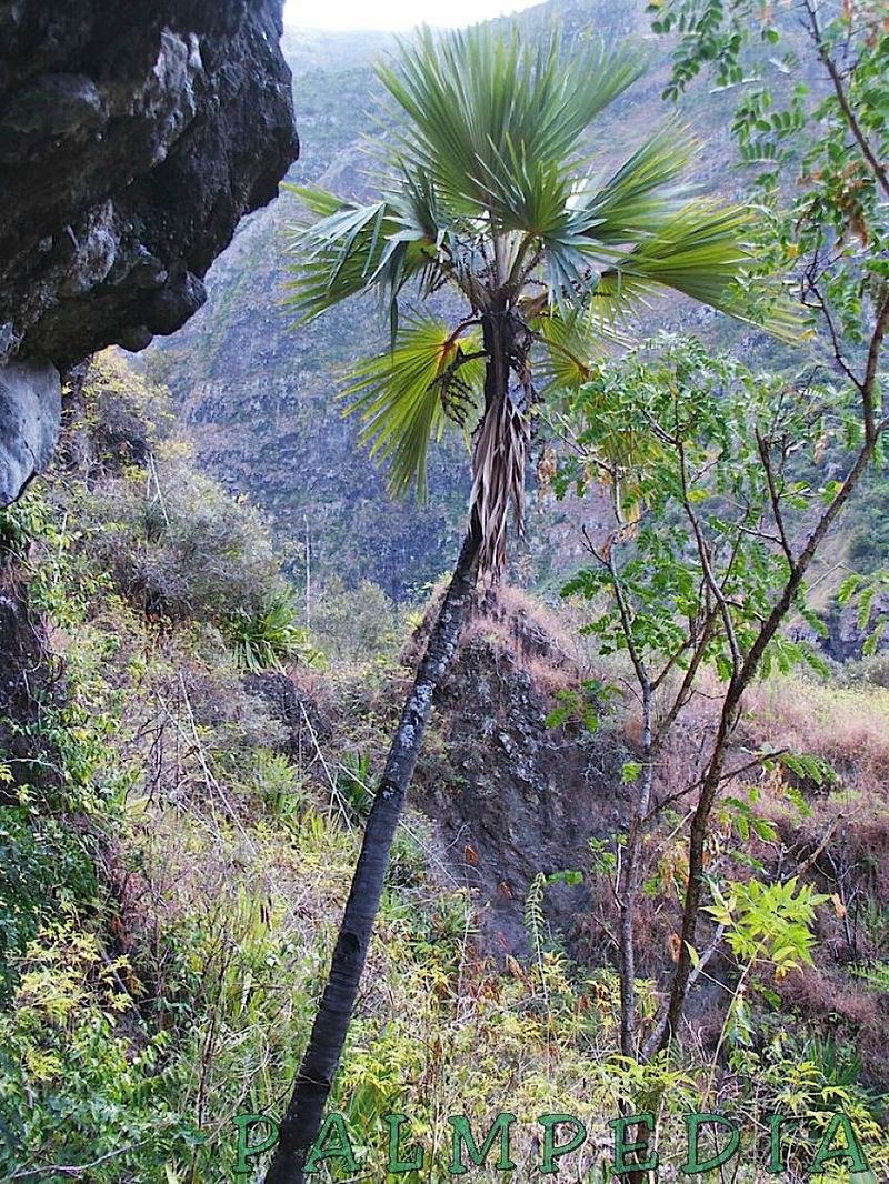 Latania lontaroides - Palmpedia - Palm Grower's Guide