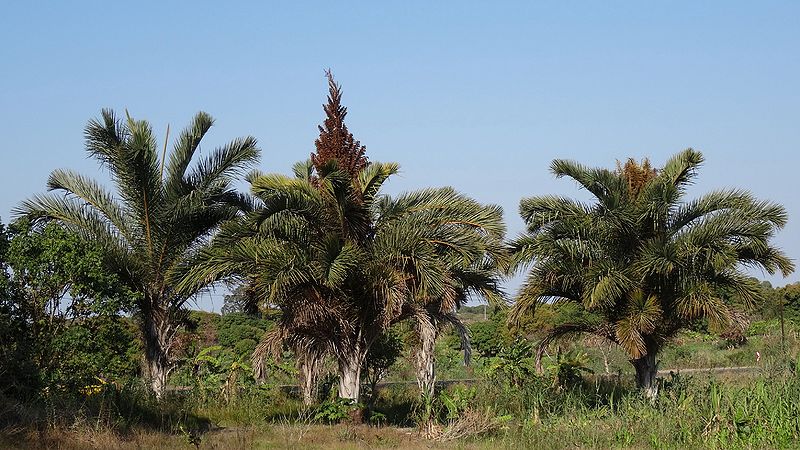 Raphia australis - Palmpedia - Palm Grower's Guide